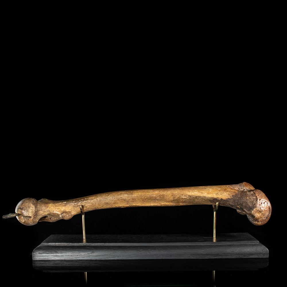 Real human Bones for sale, including real skull and crossbones ...