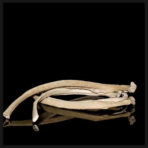 Real human rib bones for sale – Mattaeus Ball
