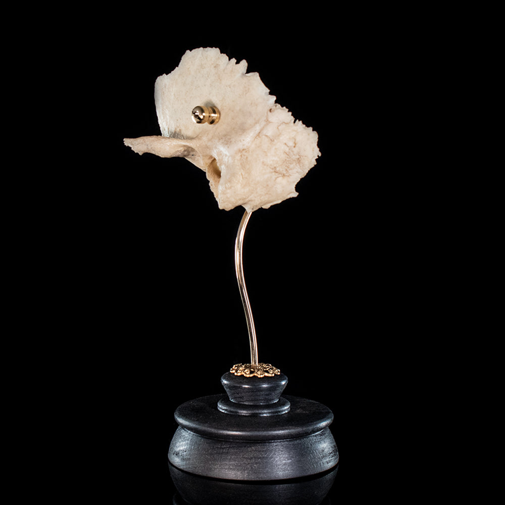 Real human Bones for sale, including real skull and crossbones ...