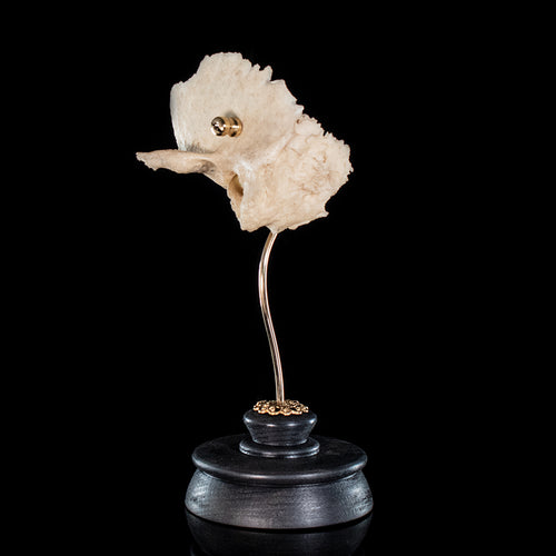 Real human Bones for sale, including real skull and crossbones ...