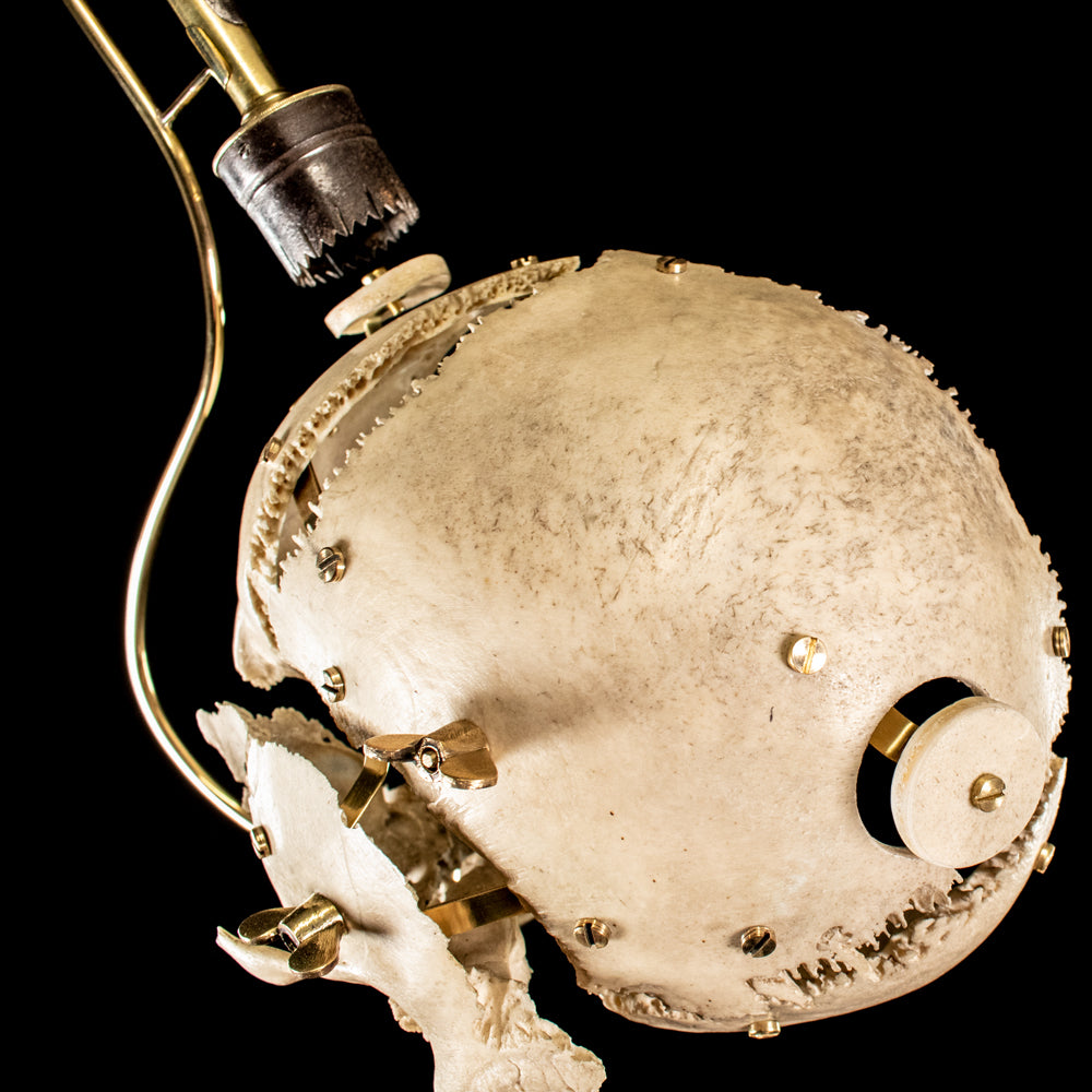 Real human skull, trepidation, vintage trephine, – Mattaeus Ball