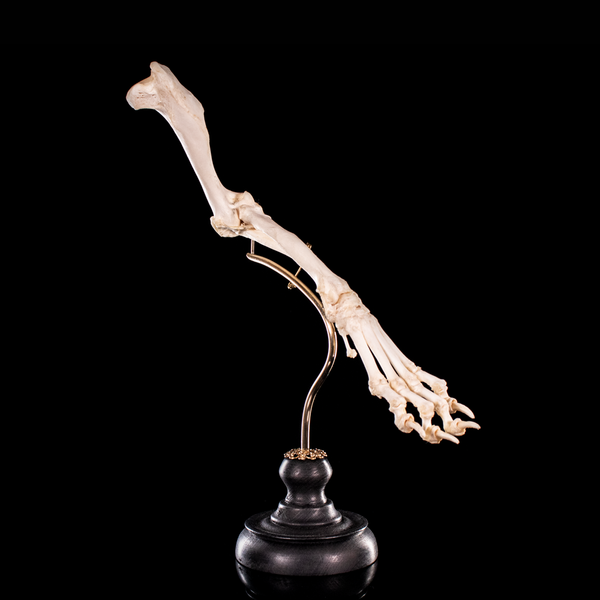 Mounted rear dog leg bone – Mattaeus Ball